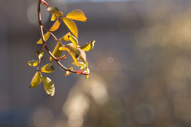 Twig in nature stock photo. Image of adult, growth, plant - 64426952