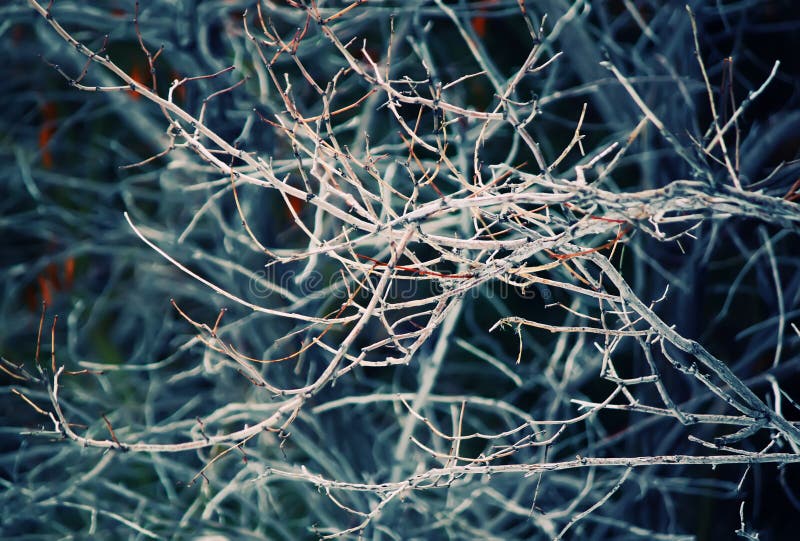 Twig stock photo. Image of scene, plant, weather, outdoor - 33318498