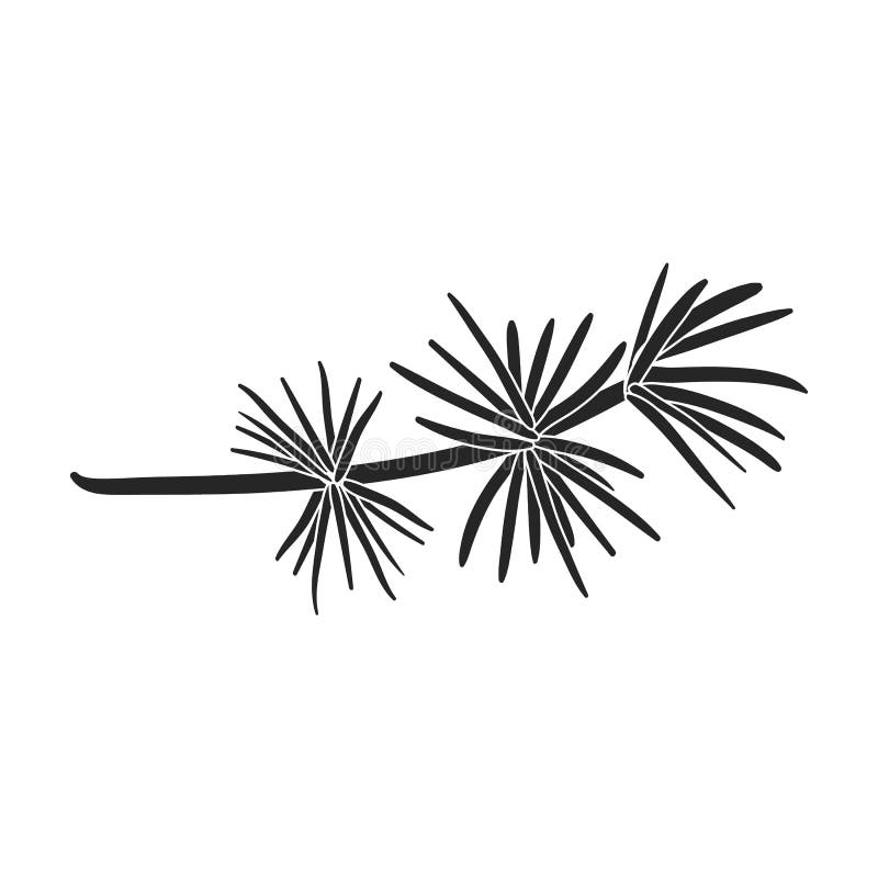 Twig Pine Isolated Black Icon. Vector Illustration Spruce Twig Pine on ...