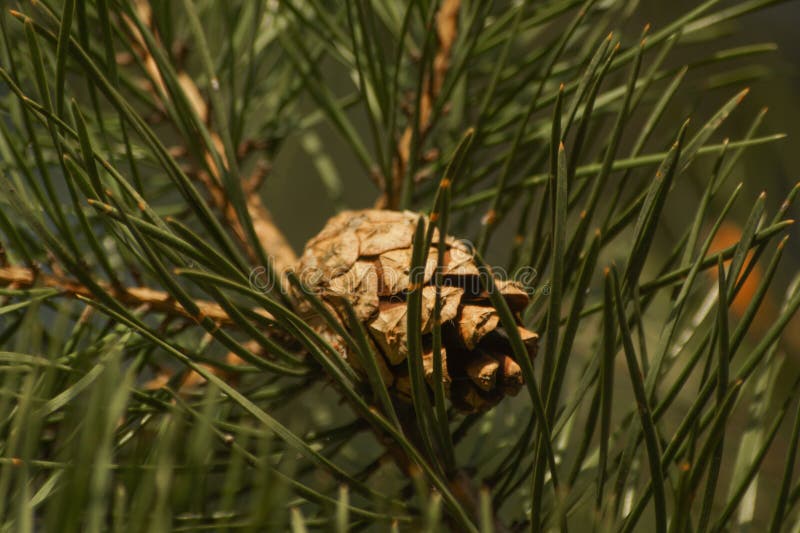Twig of Pine (Pinus Sylvestris Probably) with Dry Cone Stock Image ...