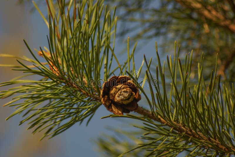 Twig of Pine (Pinus Sylvestris Probably) with Dry Cone Stock Image ...
