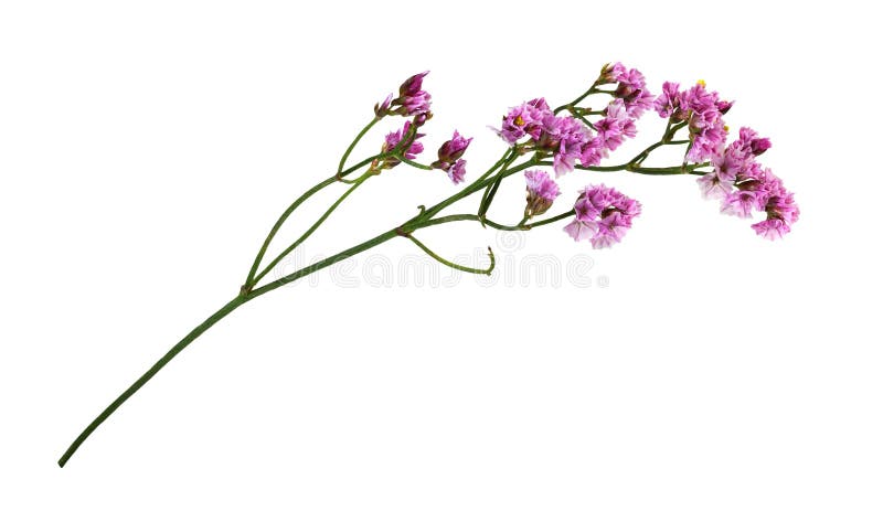 Twig of Pink Limonium Flowers Isolated Stock Image - Image of stem ...