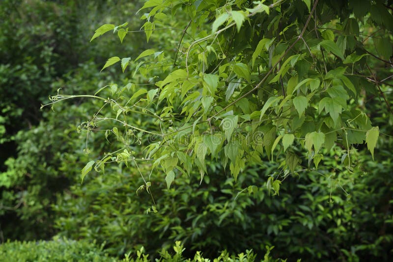 A Twig of a Plant Against the Background of Trees Stock Image - Image ...