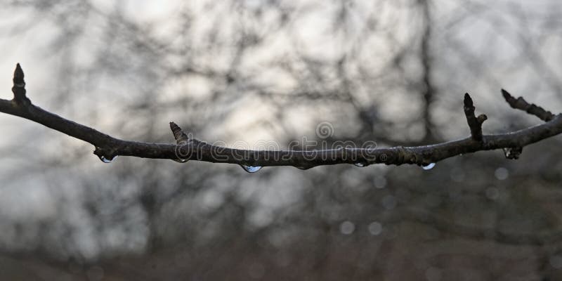 Twig with Raindrop and Bokeh Trees in the Background Stock Photo ...