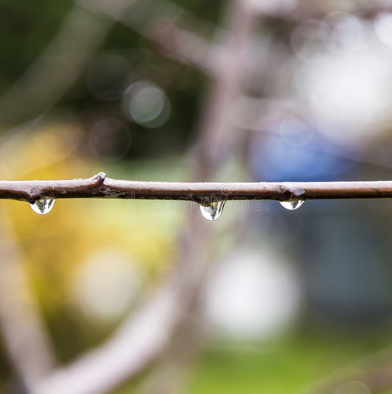 Twig with raindrops stock image. Image of season, environment - 48147291