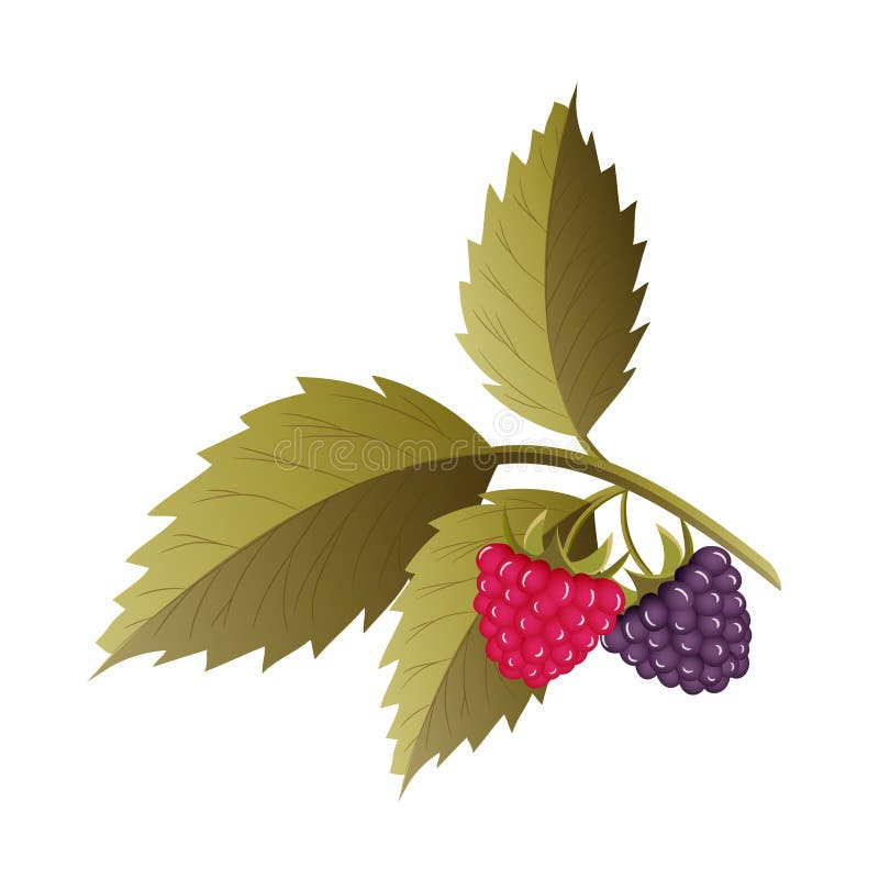 Black Raspberry Background. Flying Black Raspberry with Green Leaf on ...