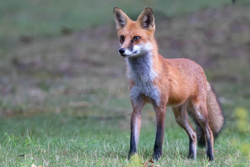 Twig the red fox stock image. Image of portrait, hunter - 76938211