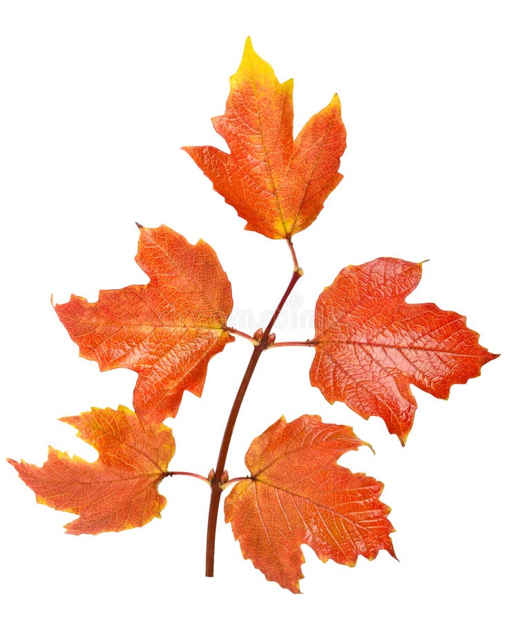 Twig with red maple leaves stock image. Image of close - 34986905