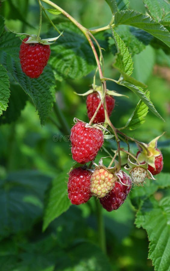 Twig of Red Ripe Juicy Raspberries Stock Photo - Image of scene ...