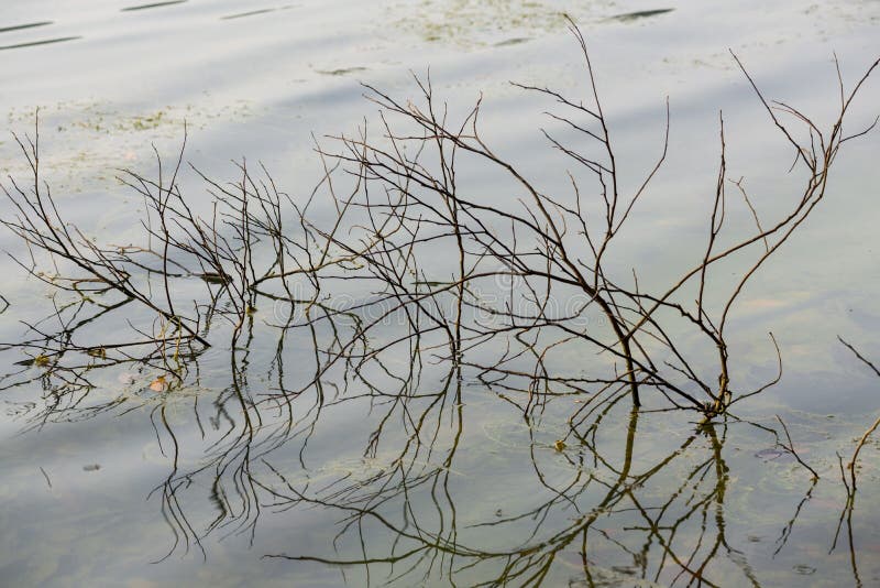 Twig Reflection stock photo. Image of water, twig, floating - 44843690