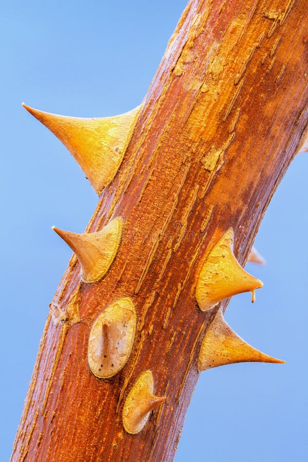 Twig of rose stock photo. Image of exotic, acute, plant - 27550790