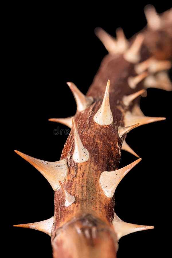 Twig of rose stock photo. Image of autumn, fall, spike - 27550840