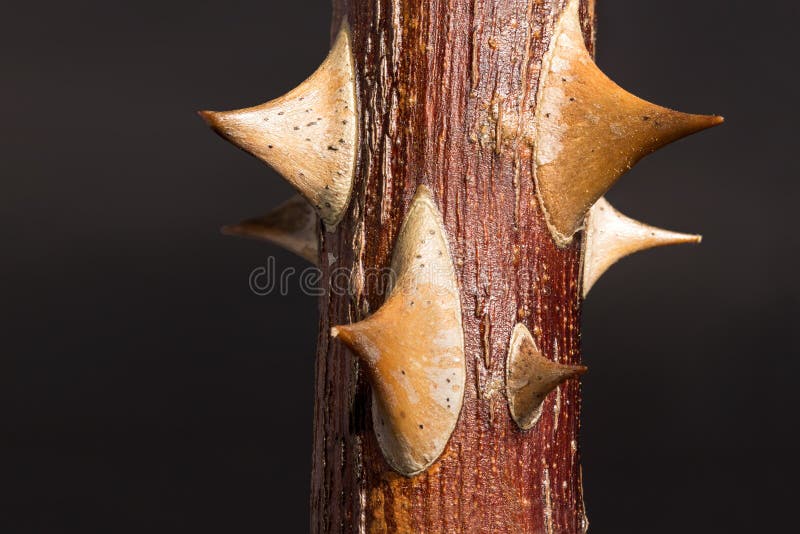 Twig of rose stock image. Image of botanical, isolated - 27550967