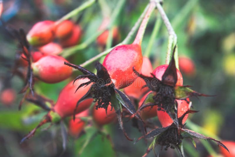 Twig with Rose Hips on a Background of Green Leaves Stock Photo - Image ...