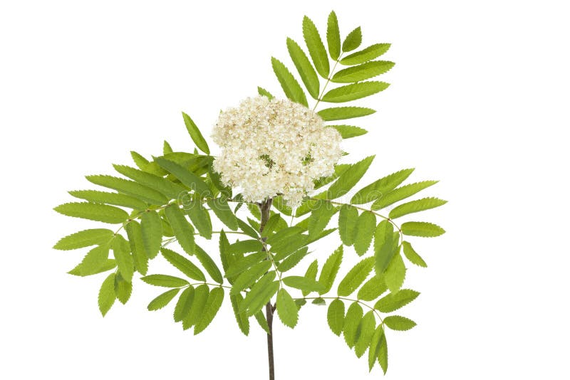 Rowan Twig Leaves with Raindrops Close Up Stock Image - Image of ...