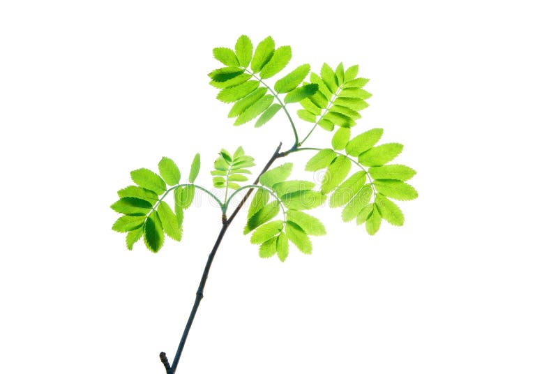 Twig-of-rowan-tree-with-translucent-young-leaves-isolated-on-white ...