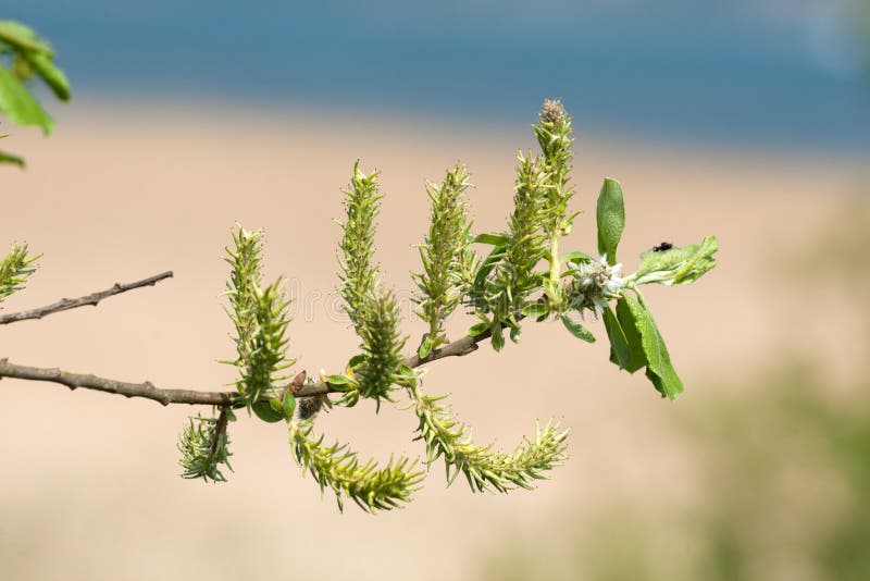 Twig with Seeds in the Spring Stock Photo - Image of flower, fresh ...