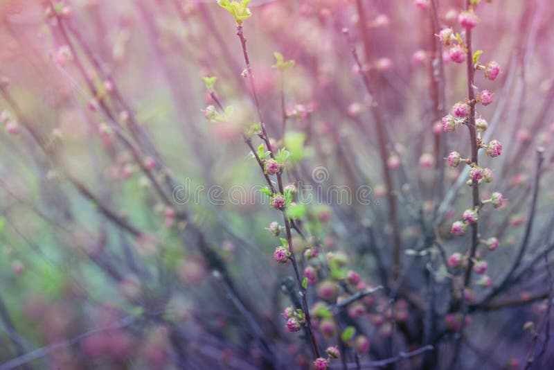 Twig Shrub with Small Pink Flowers. Flowers in the Garden at Springtime ... Twig Shrub with Small Pink Flowers. Flowers in the Garden at Springtime ...