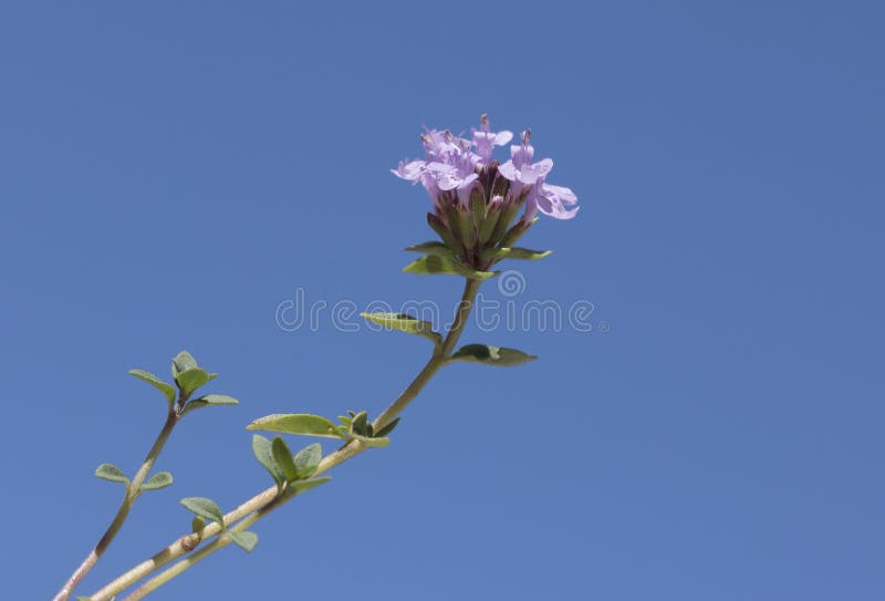 A twig of the spice thyme stock image. Image of closeup - 284971533