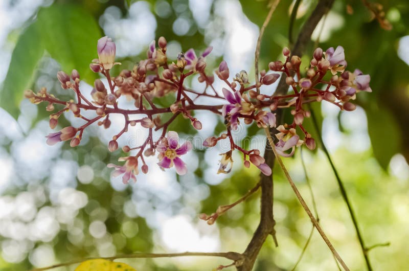 Starfruit Blossoms stock image. Image of branches, bunch - 295903115
