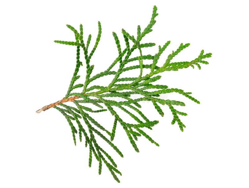 A Twig of Thuja on a White Isolated Background Stock Photo - Image of ...