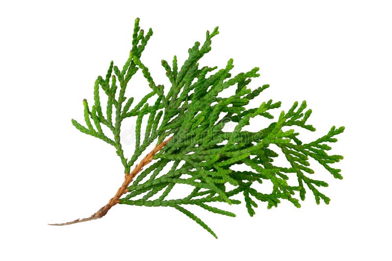 A Twig of Thuja on a White Isolated Background Stock Photo - Image of ...