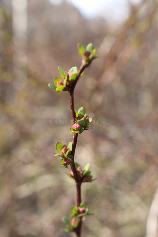 Budding twig stock image. Image of plants, seasons, twigs - 12385435