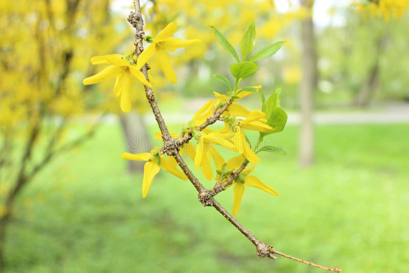 Twig Tree with Blooming Flowers in Spring Stock Image - Image of ...