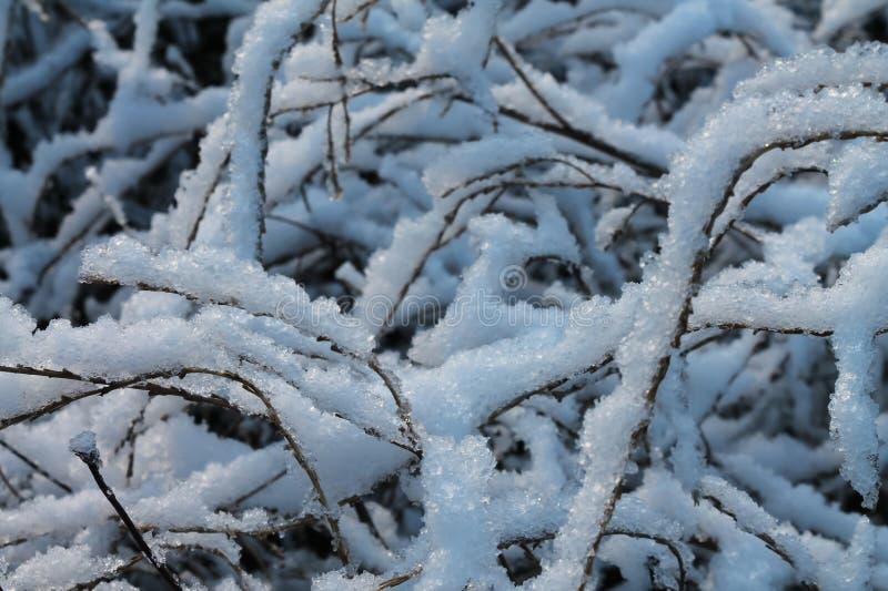 A Twig of a Tree in Fluffy Snow Stock Image - Image of leaves, park ...