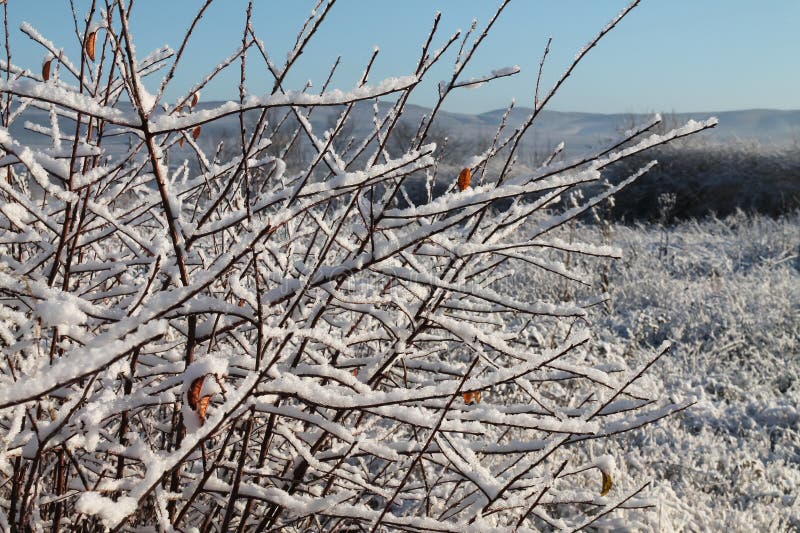 A Twig of a Tree in Fluffy Snow Stock Image - Image of leaves, plant ...
