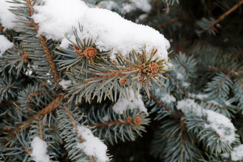 Twig Trees in the Snow in the Park Stock Photo - Image of christmas ...