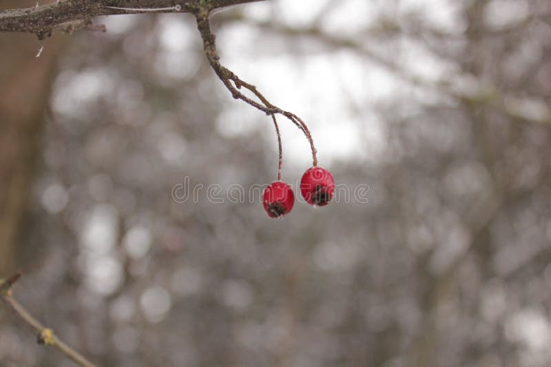 Twig with two red berries. stock image. Image of twig - 153929897