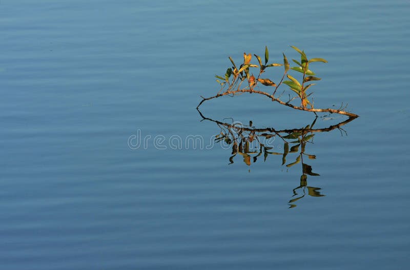Twig in water stock photo. Image of quiet, twig, silence - 37713804