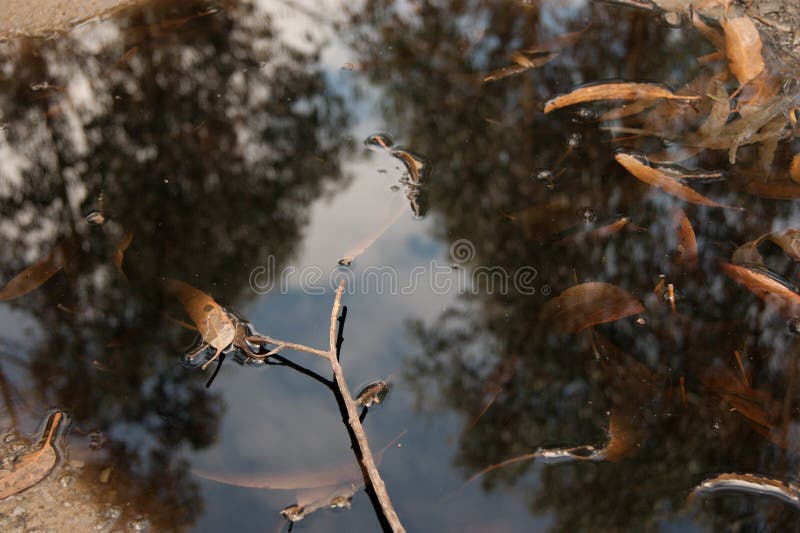 Twig Reflection stock photo. Image of water, twig, floating - 44843690