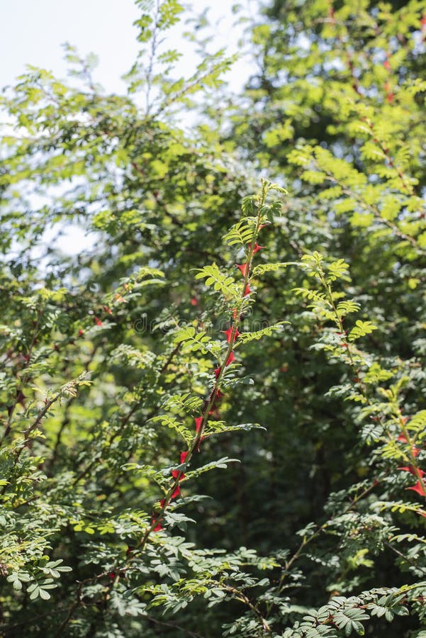Sharp Red Thorns at Twig of a Rose Bush Stock Photo - Image of branch ...