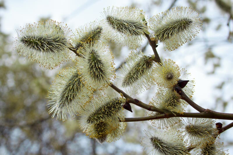 Twig of a Willow Tree with Beautiful Catkins. Stock Image - Image of ...
