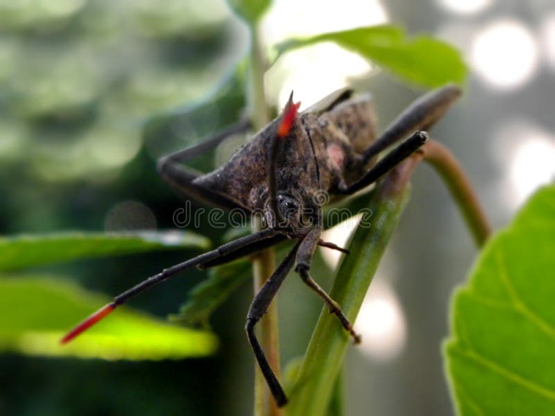 Twig Wilter Insect on a Blackberry Vine Stock Image - Image of insects ...