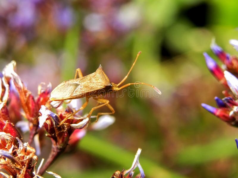 Twig wilter insect 1 stock image. Image of statice, gardens - 62140879