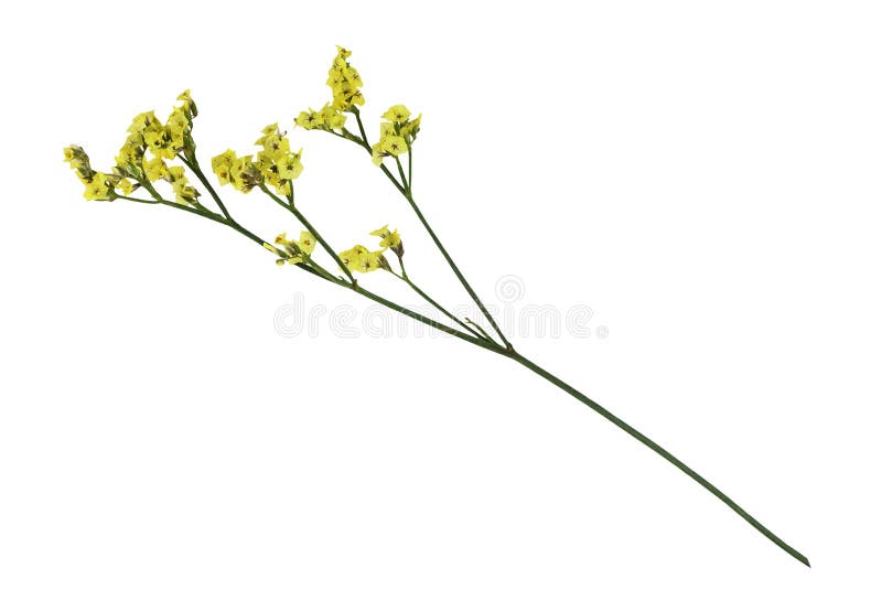 Twig of Yellow Limonium Flowers Isolated Stock Image - Image of cutout ...