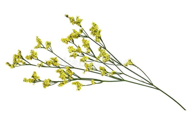 Twig of Yellow Limonium Flowers Isolated Stock Image - Image of ...