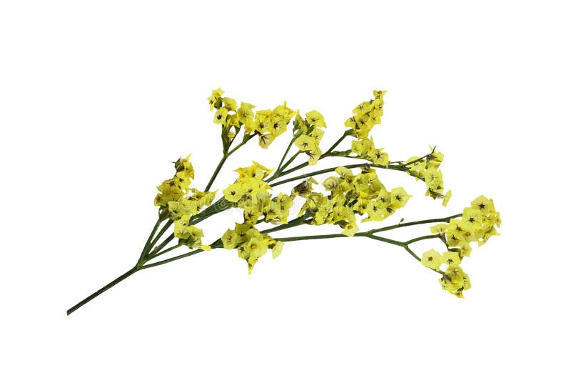 Twig of Yellow Limonium Flowers Isolated Stock Image - Image of clipart ...