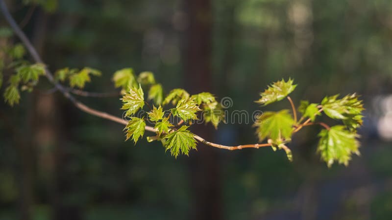 Twig with Young Bright Maple Leaves on a Dark Background of the Forest ...