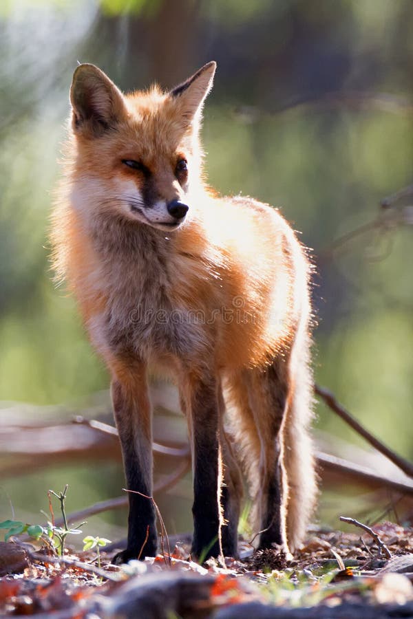 Twiggy Squint stock image. Image of morning, hunt, wild - 72054975