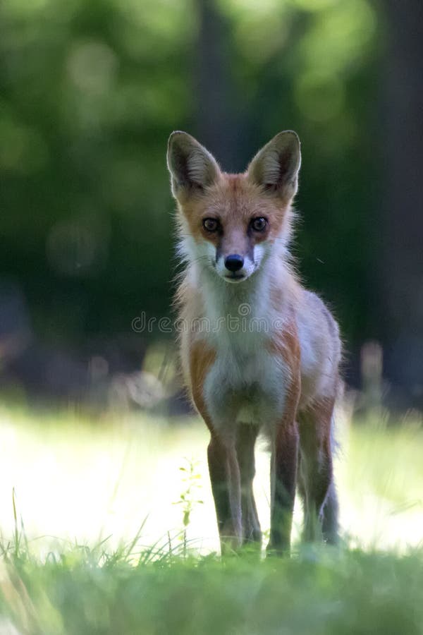 Red Fox stare stock image. Image of stare, furry, fuzzy - 50018127