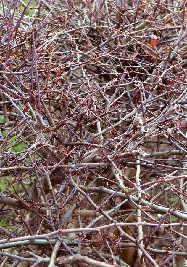 Twigs stock photo. Image of leaf, twig, background, abstract - 559392