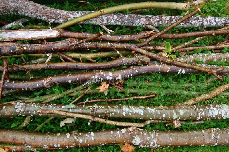 Twigs stock photo. Image of branch, background, forest - 6236194