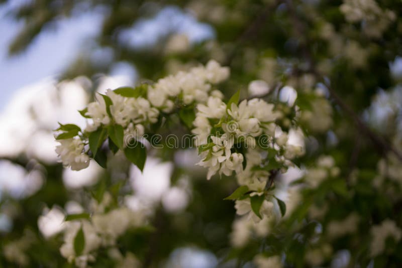 Twigs of Apple Tree with White Flowers in Spring Stock Image - Image of ...