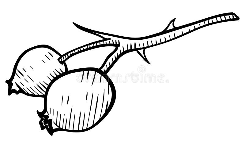 Twigs and Berries - Design Element in Pencil Drawing Style Stock Vector ...