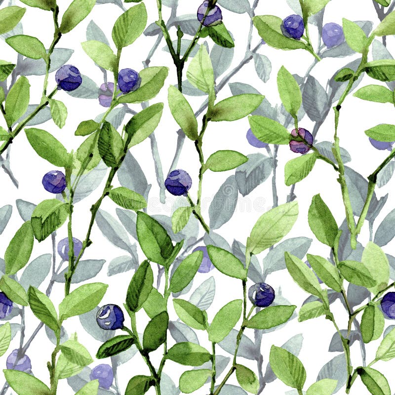 Twigs Blueberry. Watercolor Seamless Pattern Stock Illustration ...