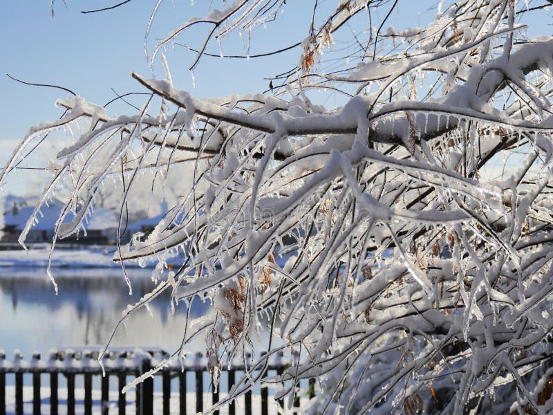 Twigs and Branches of a Tree Covered with Ice Stock Image - Image of ...
